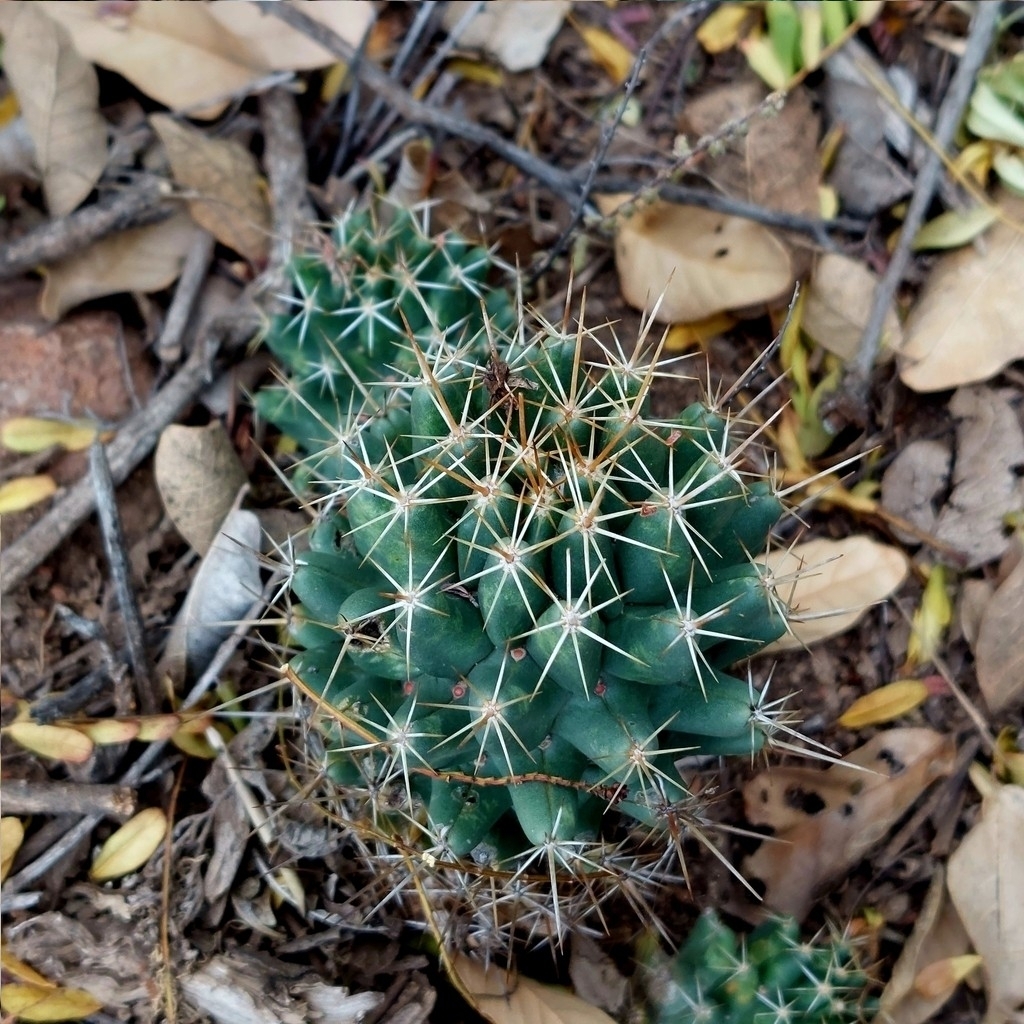 Coryphantha octacantha from 76773 Qro., México on January 20, 2024 at ...