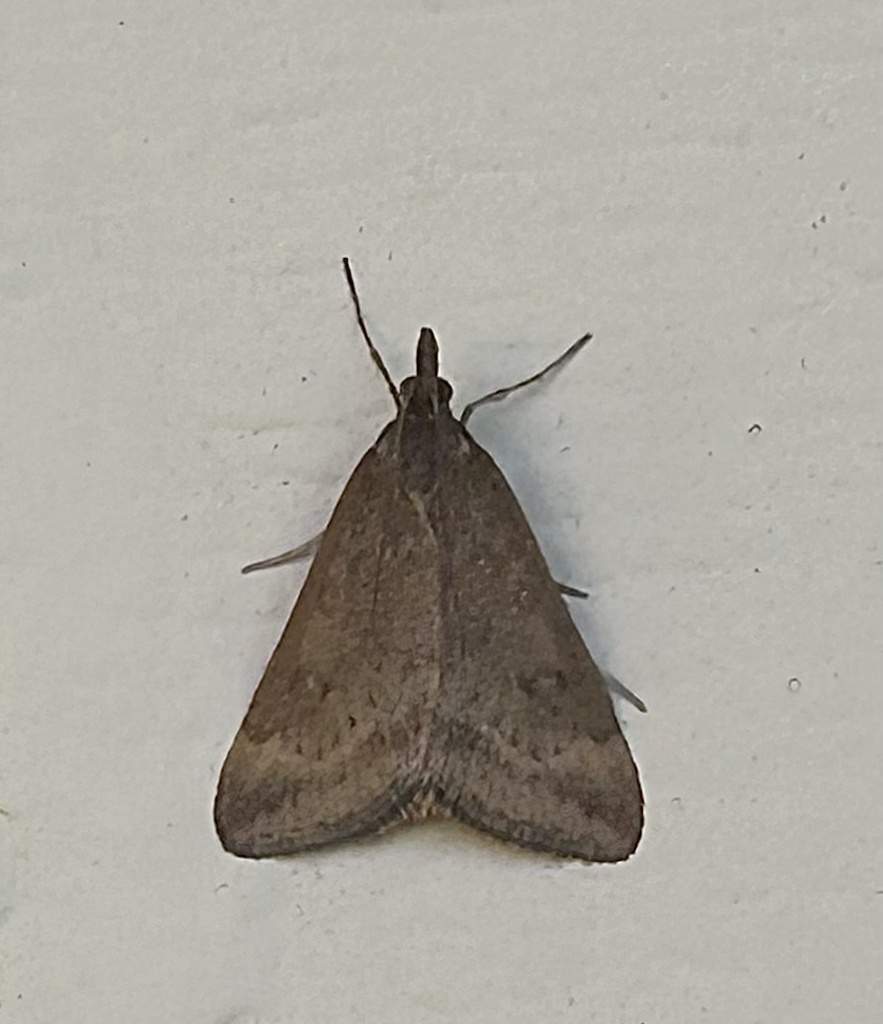 Mottled Pyrausta Moth from Marin Headlands, Sausalito, CA, US on ...