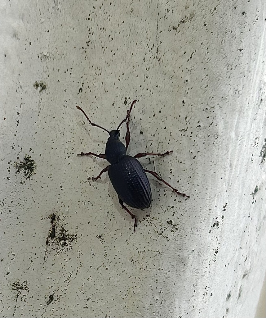 Cribrate Weevil from Marin Headlands, Sausalito, CA, US on January 26 ...