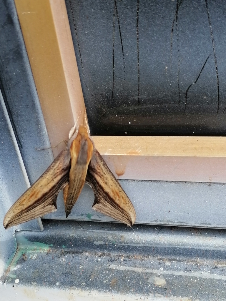 Falcon Sphinx from Centro, Atotonilco el Grande, Hgo., México on ...