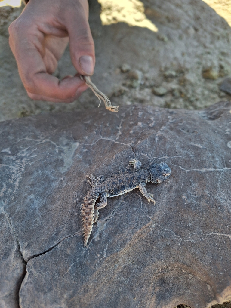Moroccan Spiny-tailed Lizard from Provincia di Ouarzazate, Marocco on ...