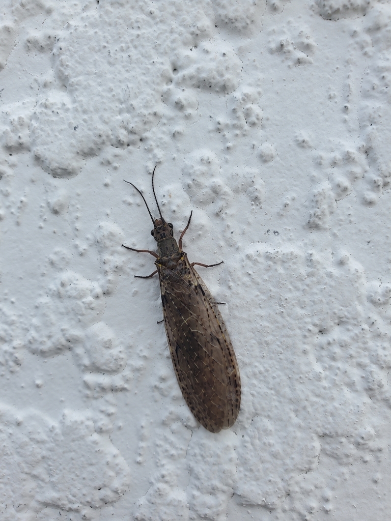 Spring Fishfly from Mango, FL, USA on January 26, 2024 at 12:24 PM by ...