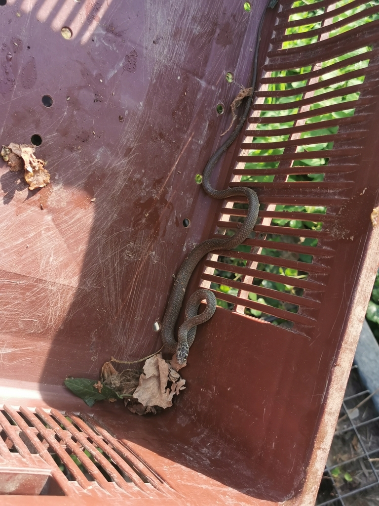 Green Whip Snake from Saint-Jean-de-Moirans, France on September 28 ...