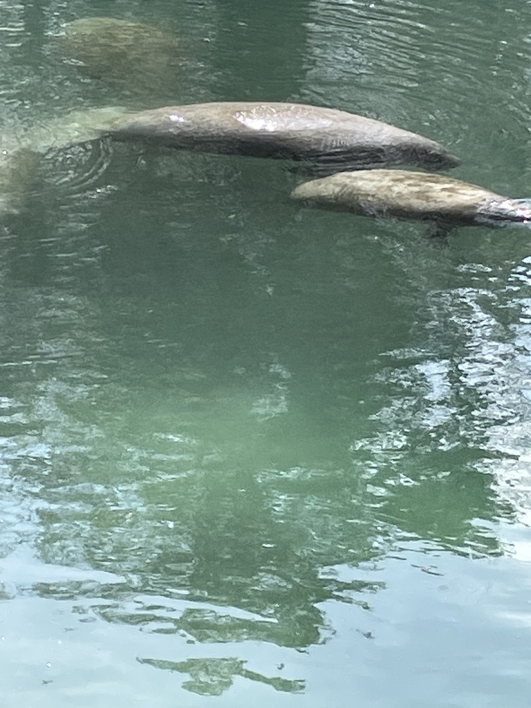Florida Manatee in January 2024 by Kira Damani. These manatees were ...