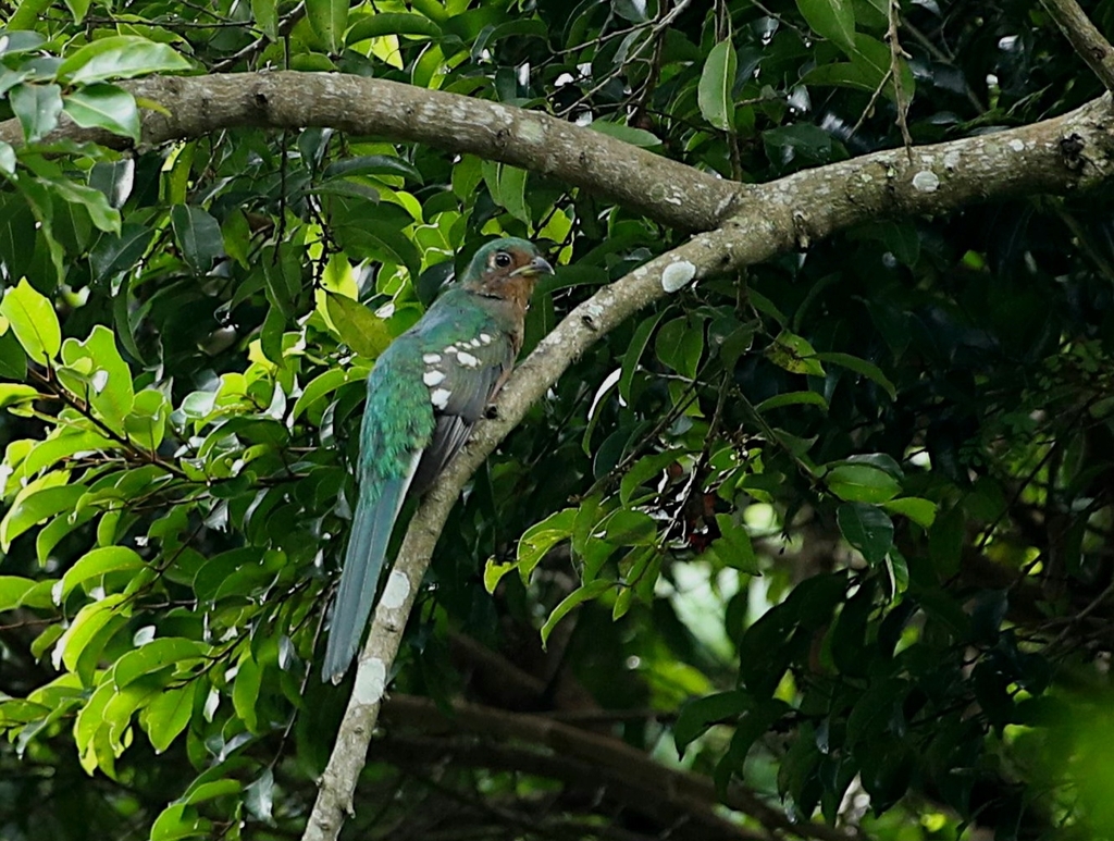 Southern Narina Trogon from Umdoni Municipality, South Africa on ...