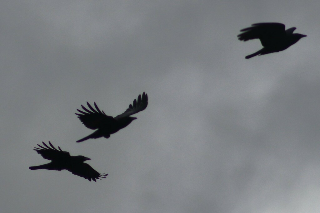 American Crow from Oil City, PA 16301, USA on January 26, 2024 at 12:42 ...