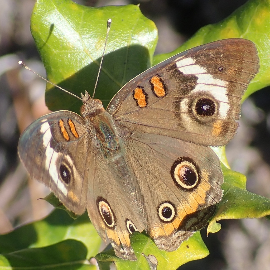 Common Buckeye from Carrabelle, FL 32322, USA on November 5, 2023 at 11 ...