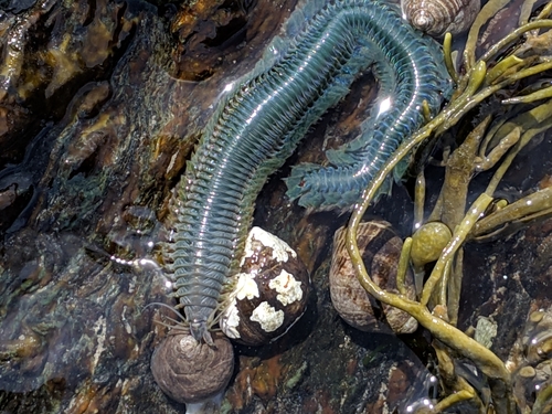 Alitta grandis · iNaturalist Mexico