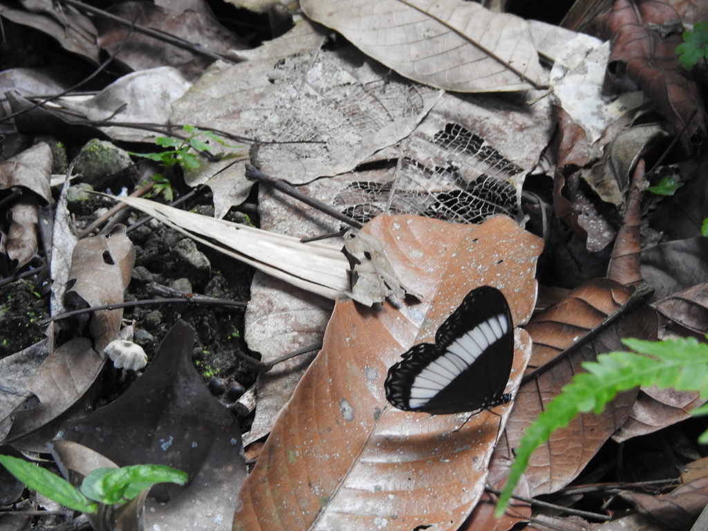 Zethera pimplea from Batong Malake, Los Baños, Laguna, Philippines on ...