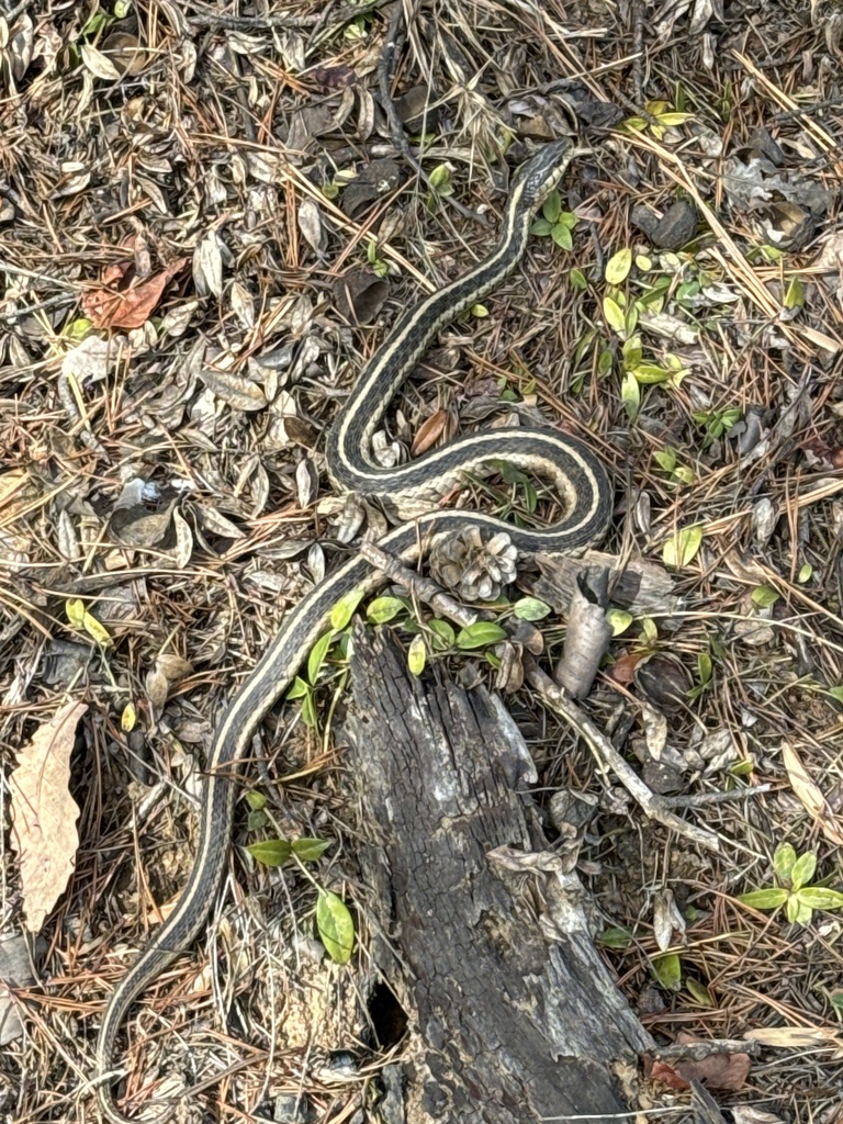 Eastern Garter Snake from Skyview Rd, Salem, VA, US on January 26, 2024 ...