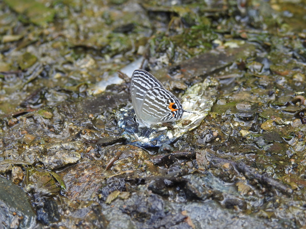 Jamides cleodus from Banaue, Ifugao, Philippines on August 7, 2016 at ...