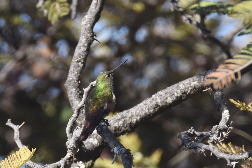 Berylline Hummingbird from Oaxaca, Mexico on January 2, 2024 at 09:27 ...
