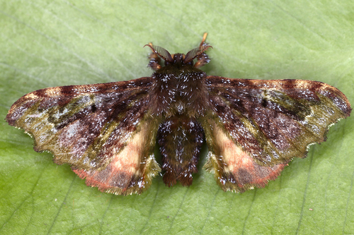 Quentalia denticulata · iNaturalist