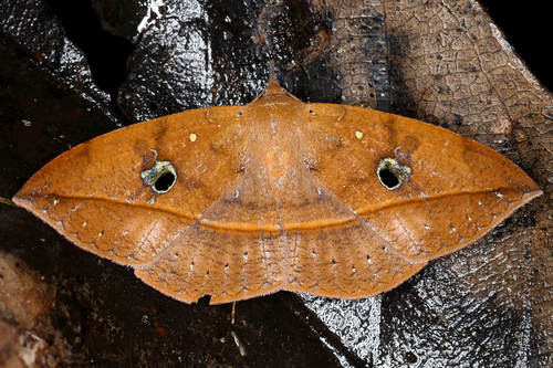 Gorgone augusta · iNaturalist Mexico