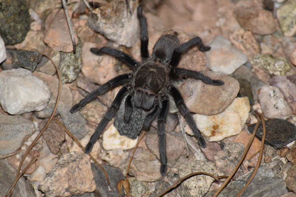 Tucson Bronze Tarantula from Casas Colina Cabo, AZ 85745, USA on August ...
