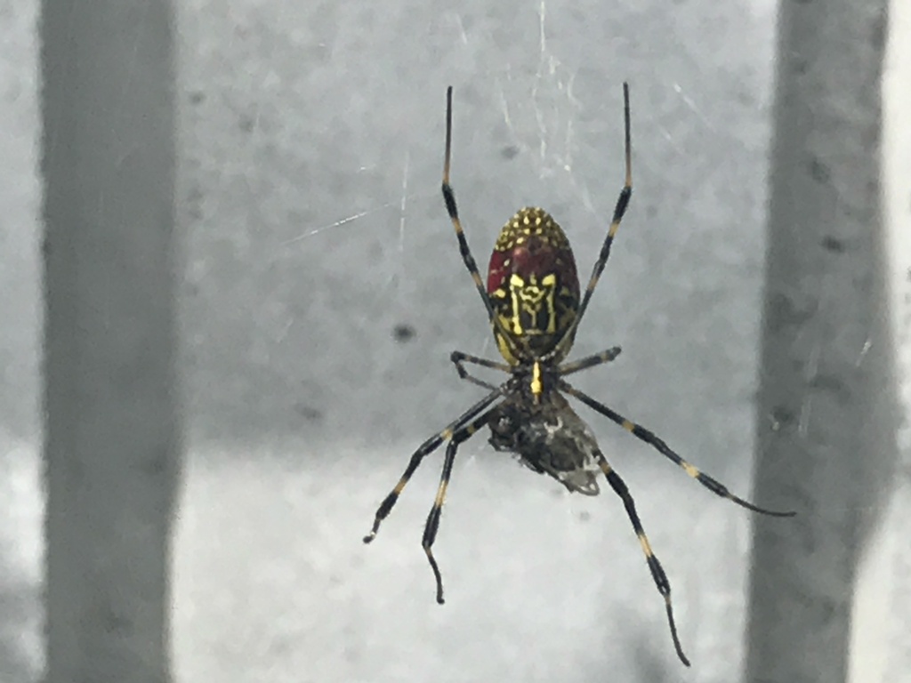 Joro Spider from Fuji-Hakone-Izu National Park, Fujikawaguchiko ...