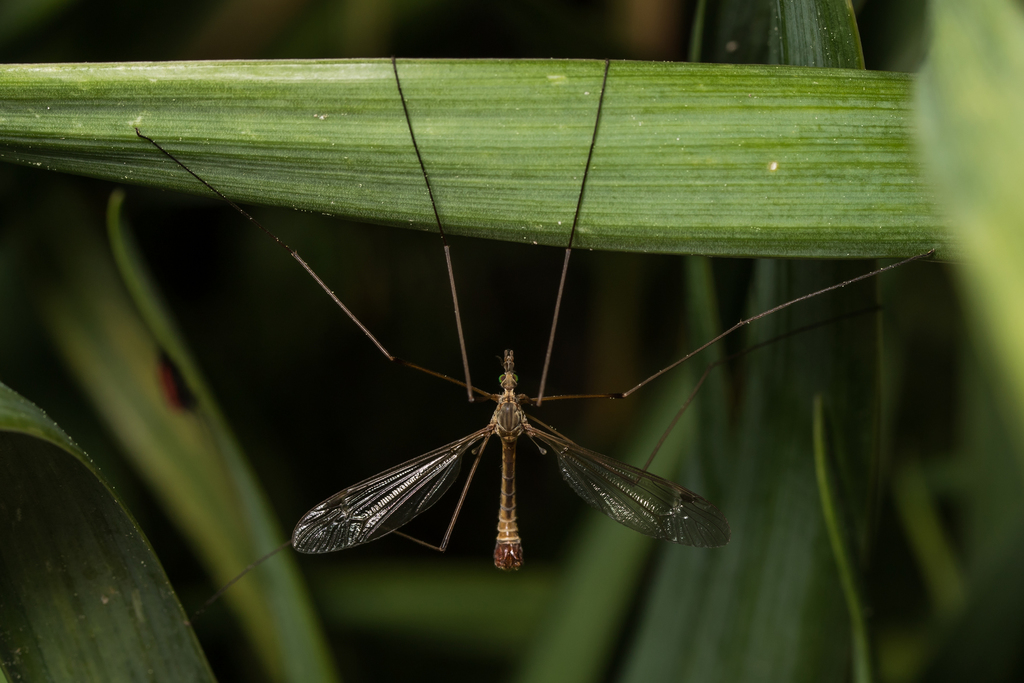 Crane Flies from South Aegean, Aegean, GR on April 5, 2019 at 10:33 PM ...