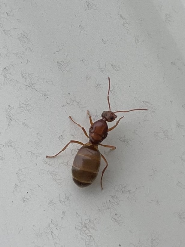 American Winter Ant from Holly Branch Dr, Holly Springs, NC, US on ...