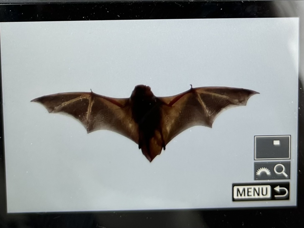 Eastern Red Bat from Jug Bay Natural Area, Upper Marlboro, MD, US on ...