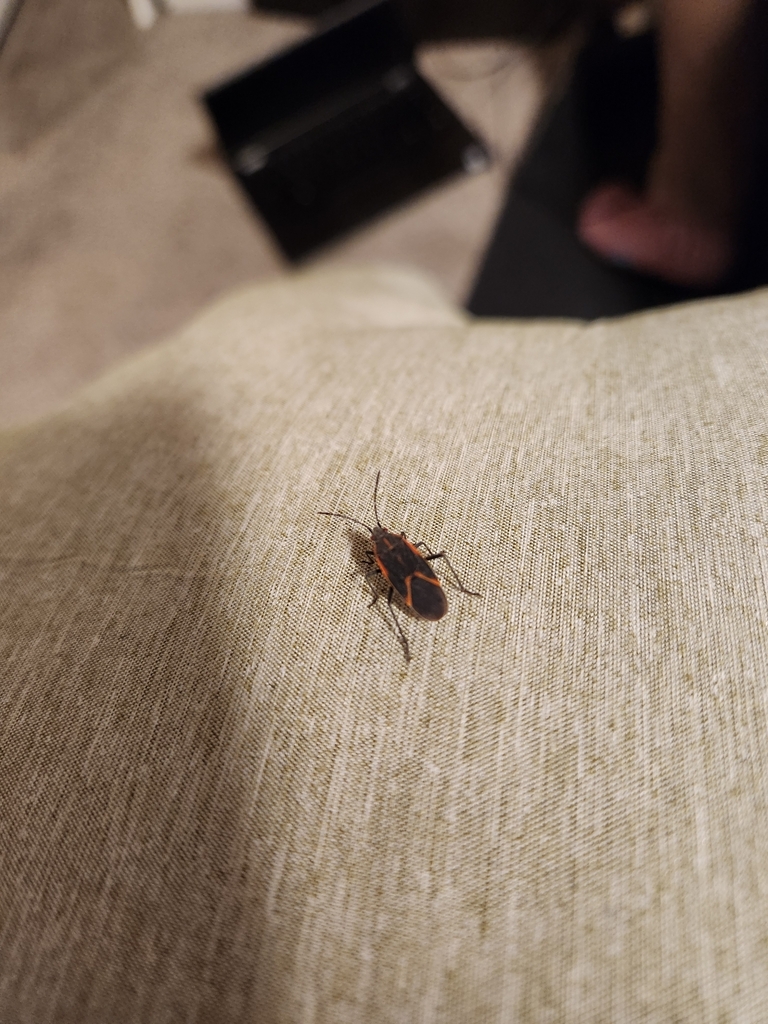 Eastern Boxelder Bug from Northside, Ann Arbor, MI, USA on January 26 ...