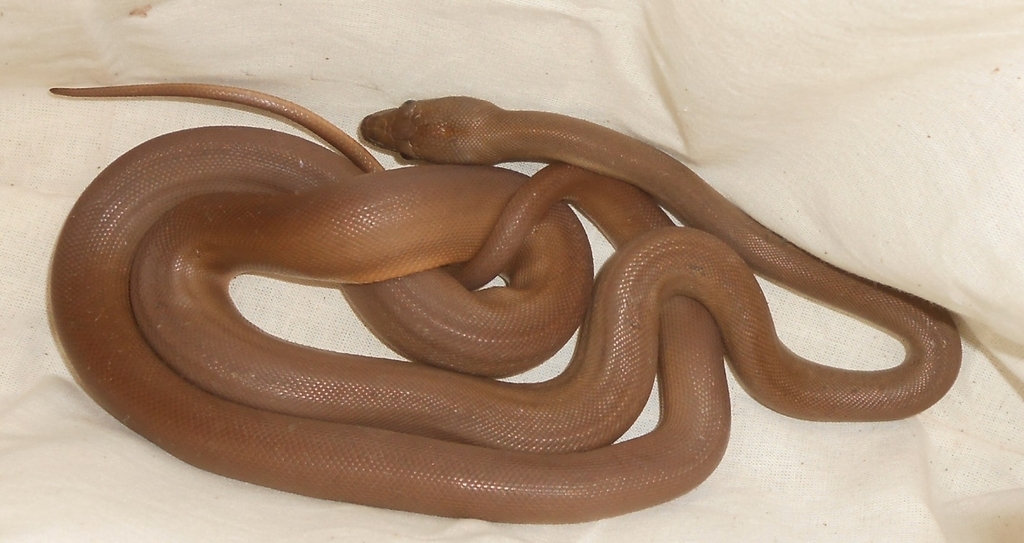 Pilbara Olive Python in April 2013 by Ivan T · iNaturalist