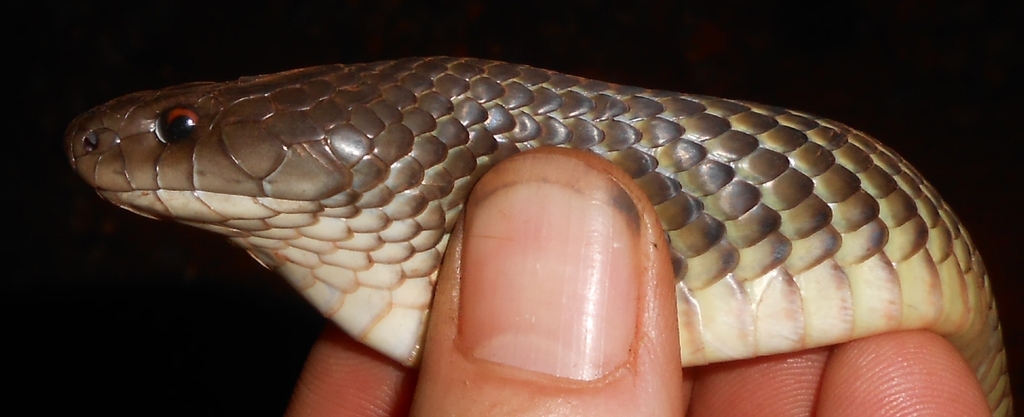 Mulga Snake from Karijini WA 6751, Australia on March 31, 2013 at 06:36 ...