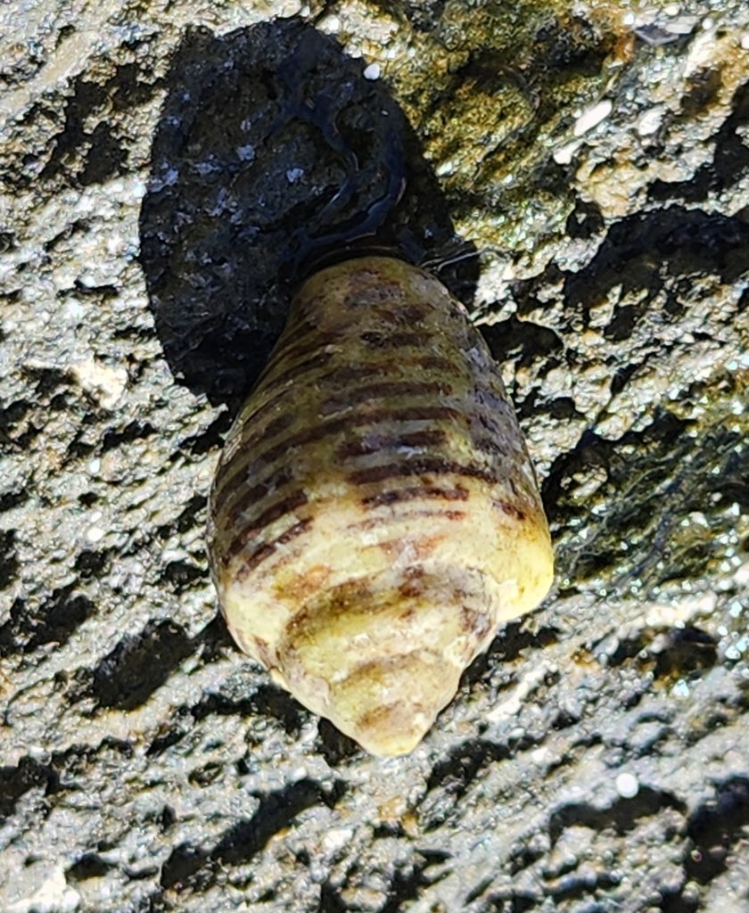 Merchant Dove Shell from Nazareth, St Thomas 00802, USVI on January 21 ...