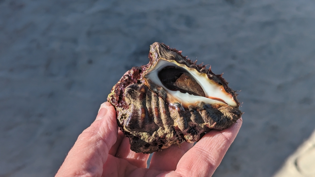 Vasum caestus from Mexico on January 26, 2024 at 03:57 PM by Brian ...