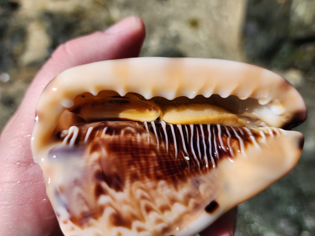 King Helmet Snail from Nazareth, St Thomas 00802, USVI on January 21 ...