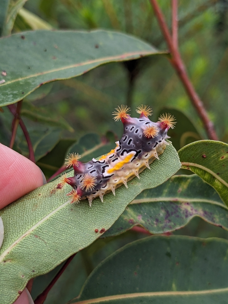 Mottled Cup Moth from Goarra NSW 2232, Australia on January 27, 2024 at ...