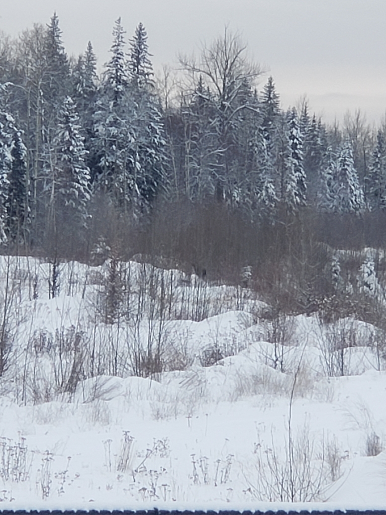Moose from Prince George, BC V2N 0C2, Canada on January 22, 2024 at 08: ...