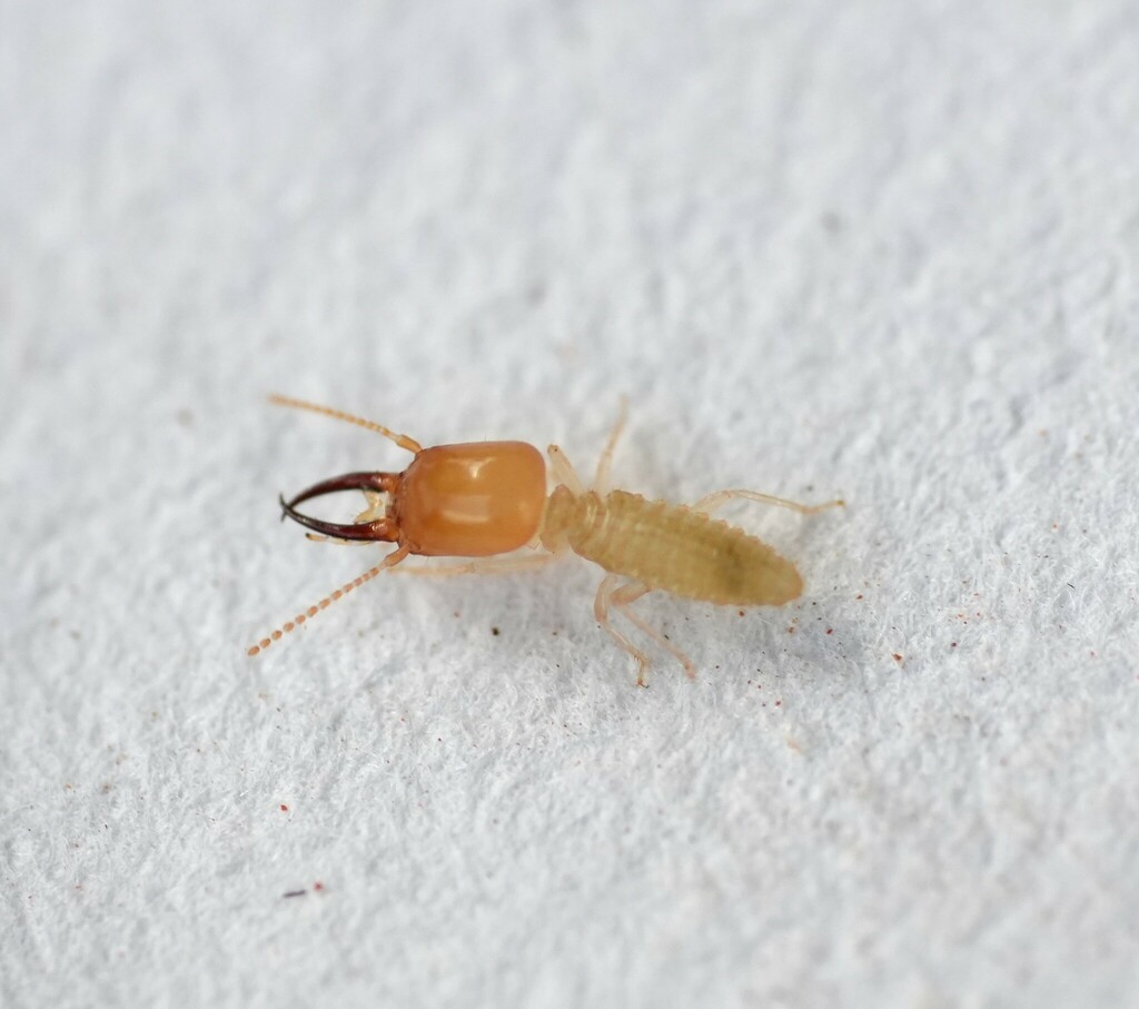 Procubitermes from Nguinda, Camerun on November 26, 2022 by Andrea ...