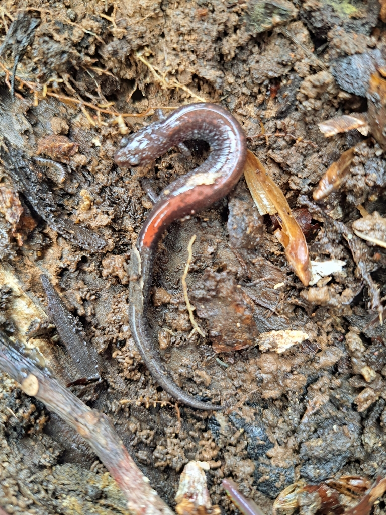 Eastern Red-backed Salamander from Durham, NC 27705, USA by Jessie ...