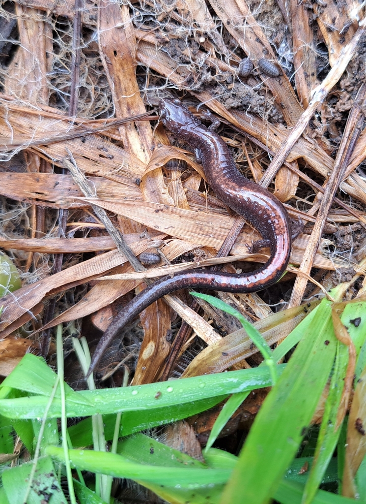Eastern Red-backed Salamander from Durham, NC 27705, USA on January 26 ...