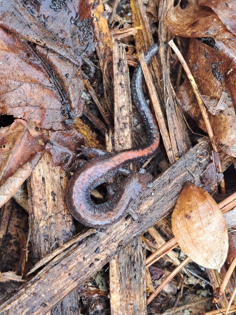 Eastern Red-backed Salamander from Durham, NC 27712, USA on January 26 ...
