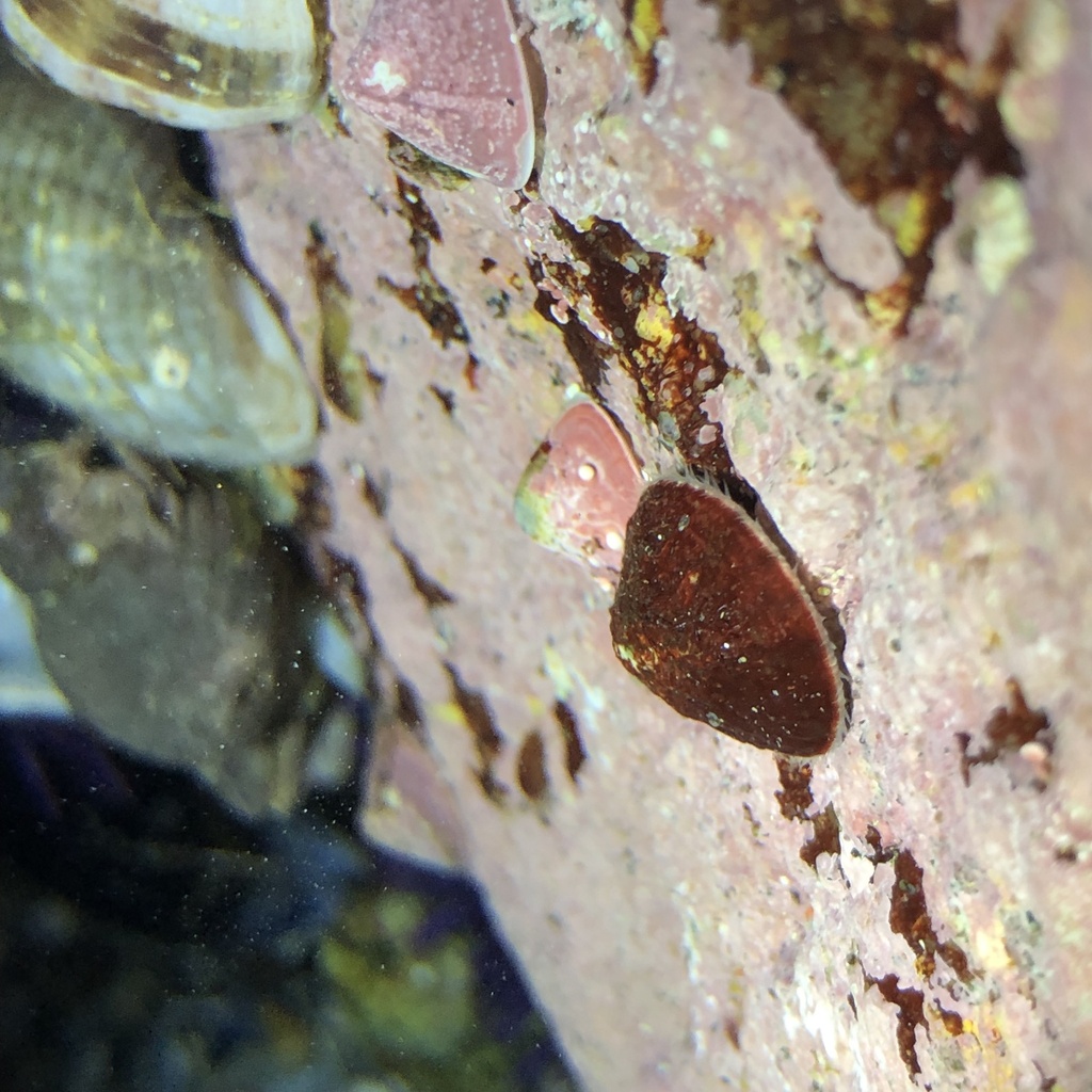 True Limpets from Monterey Bay, Pacific Grove, CA, US on January 26 ...