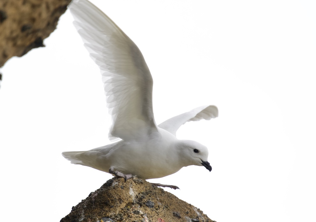 Snow Petrel from Antarctica (general), AQ on January 23, 2024 at 11:34 ...