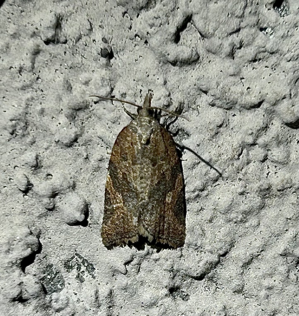 Orange Tortrix Moth from Buena Vista Way, Berkeley, CA, US on January ...