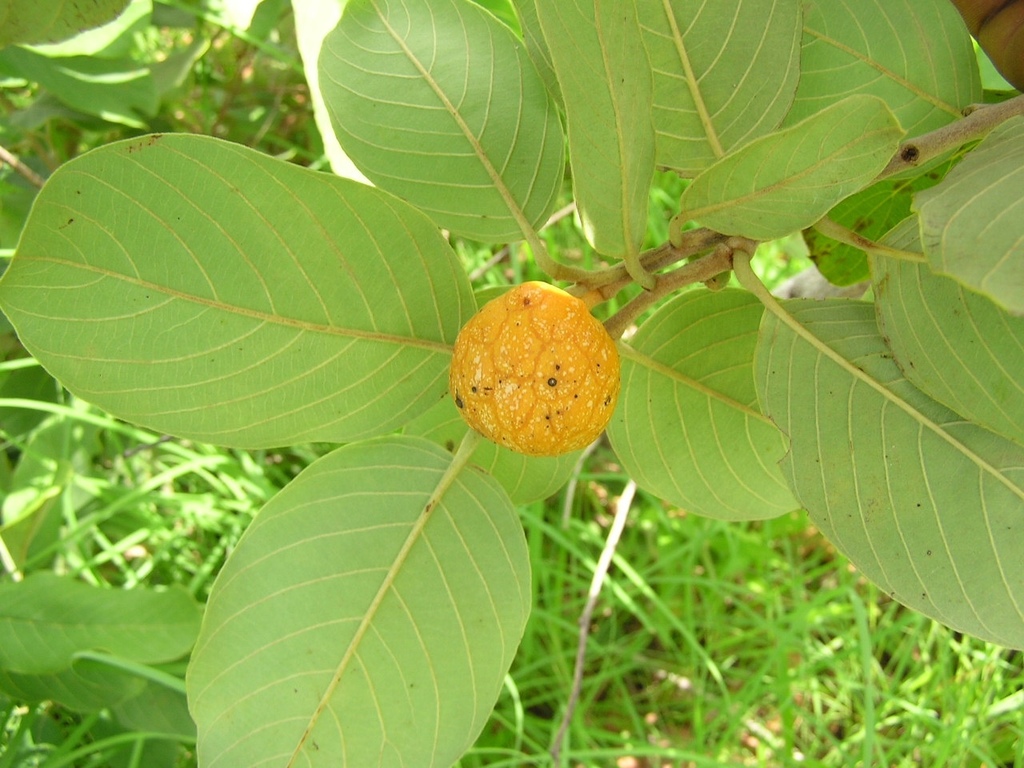 wild custard-apple from Atakora, , Atakora, BJ on September 17, 2004 at ...