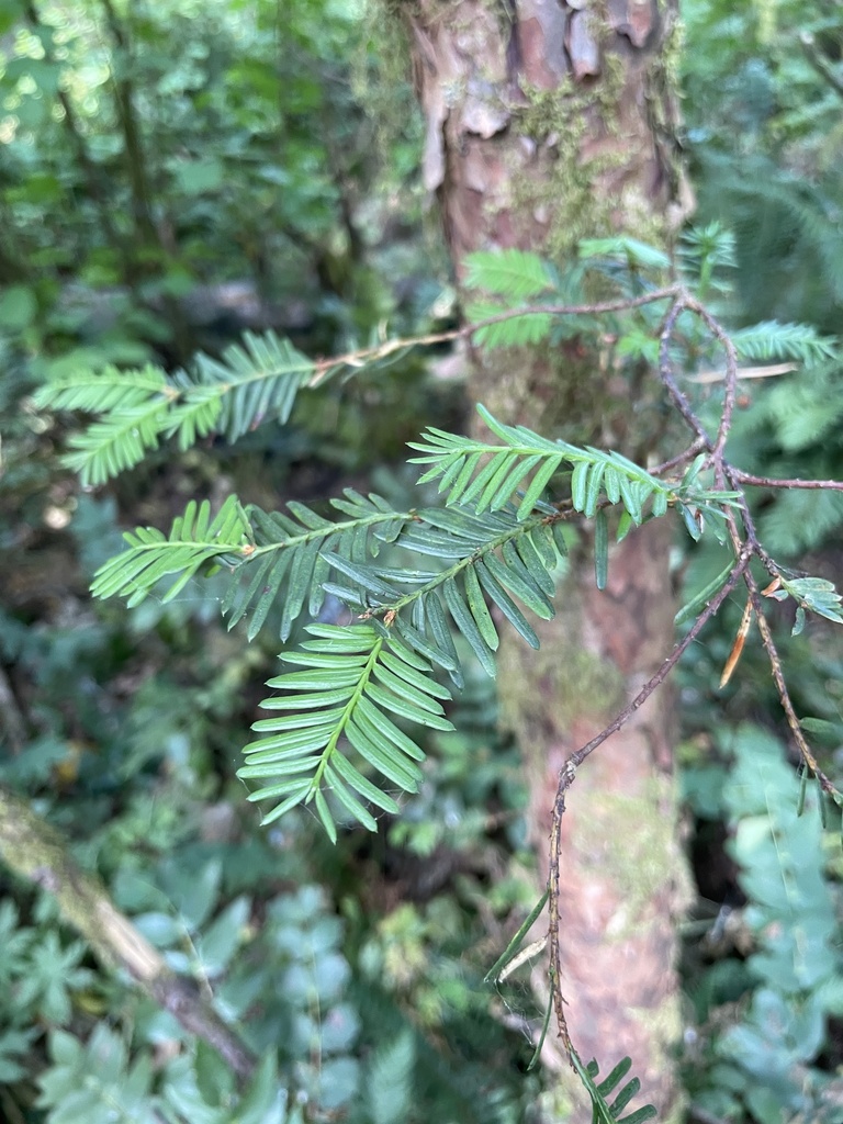 Pacific yew from Tryon Creek State Natural Area, Portland, OR, US on ...