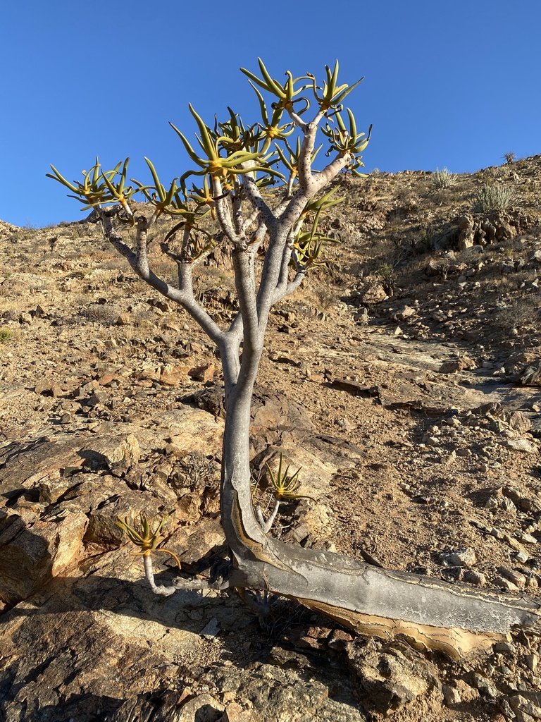 Quiver Tree in January 2024 by Wolfgang Wüster · iNaturalist