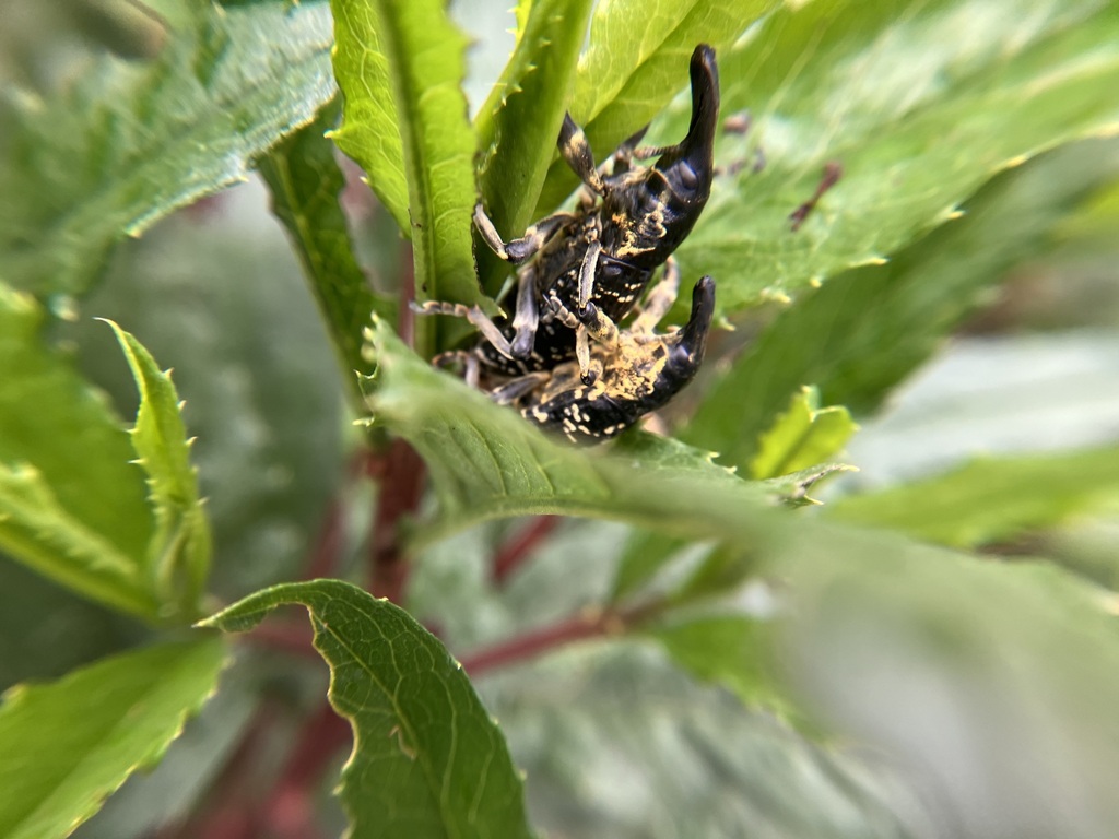 Lixus sturmi from Ankazobe, Madagascar on January 21, 2024 at 09:10 AM ...