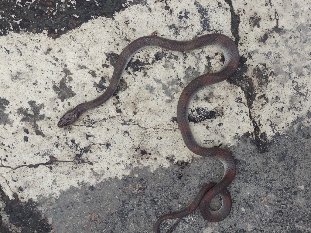 Forest Flame Snake from Sitio Santa Terezinha, Guapimirim - RJ, 25940 ...