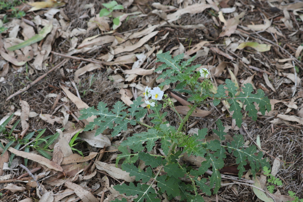 Red Buffalo-bur from Coominya QLD 4311, Australia on December 31, 2023 ...