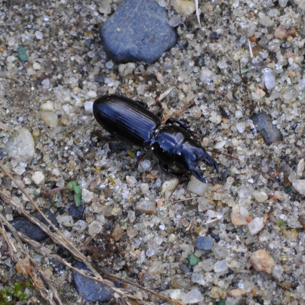 Big-headed Ground Beetle from Fitzwilliam, NH 03447, USA on October 8 ...