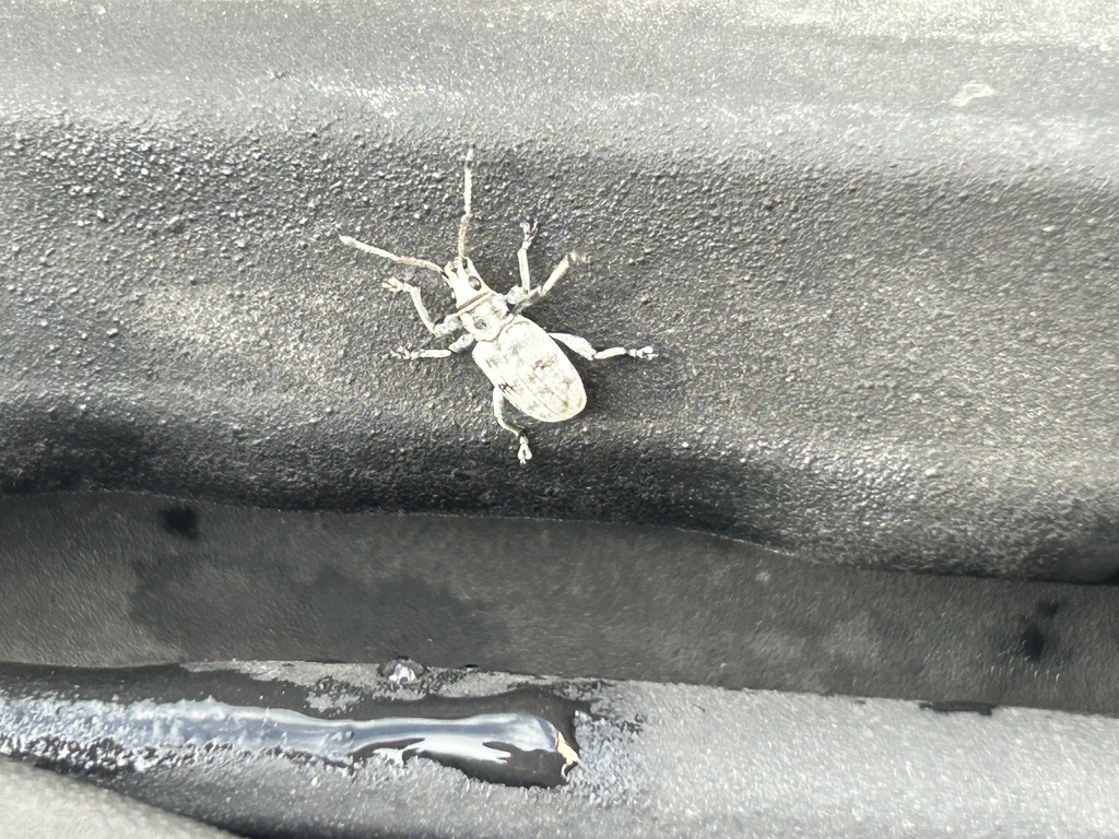 Sri Lanka Weevil from Bayshore Blvd, Dunedin, FL, US on January 27 ...