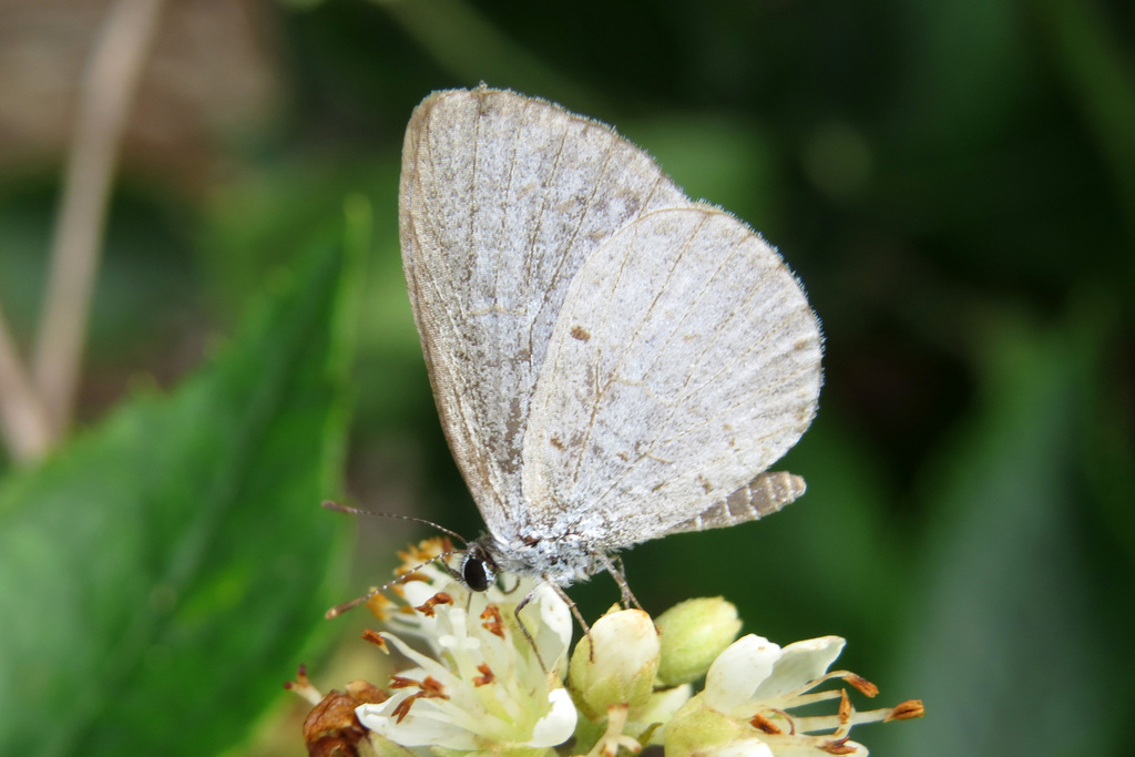 Summer Azure from Ellicott City, MD, USA on August 9, 2016 at 02:22 PM ...