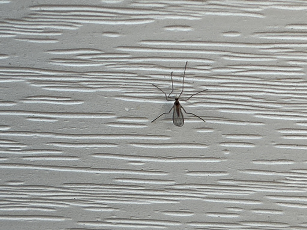 Gall and Forest Midges from Thornbrook Rd, Ellicott City, MD, US on ...