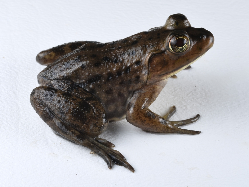 Pig Frog from Sanderson, FL 32087, USA on January 20, 2024 at 03:30 PM ...