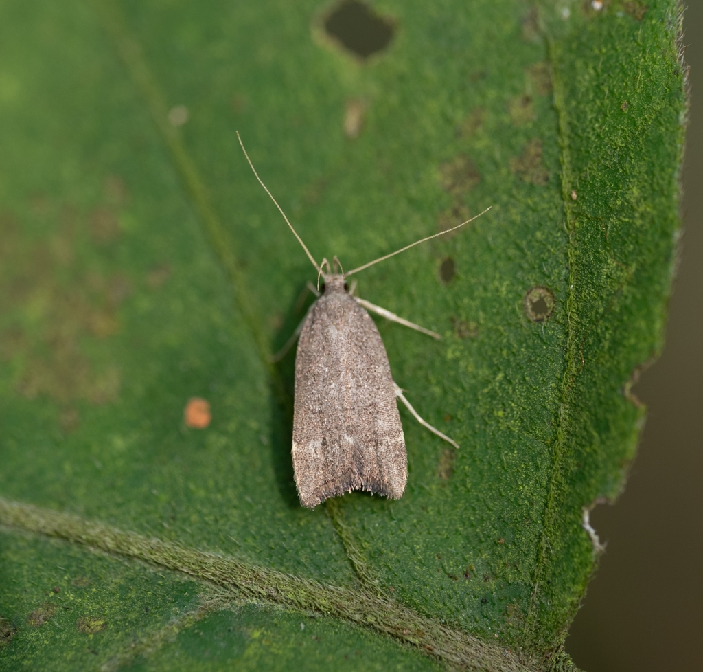 Long-horned Moths from Hijuli Forest Ranaghat on January 26, 2024 at 11 ...